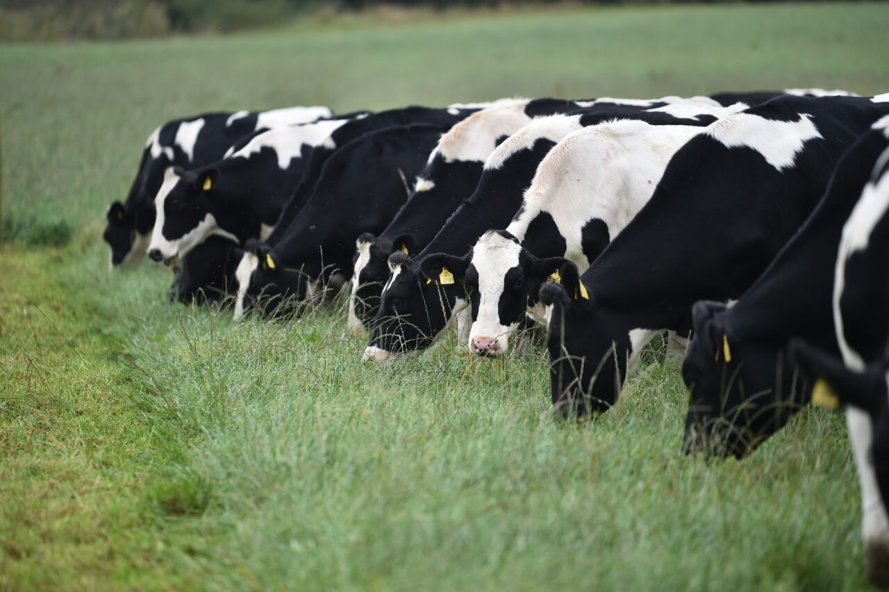 Summer Dairy Leaflet | Massey Feeds