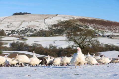 Turkey Range | Massey Feeds