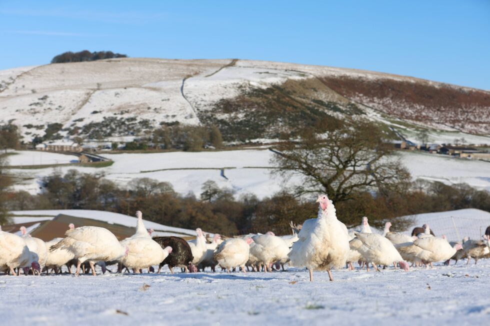 Turkey Range | Massey Feeds